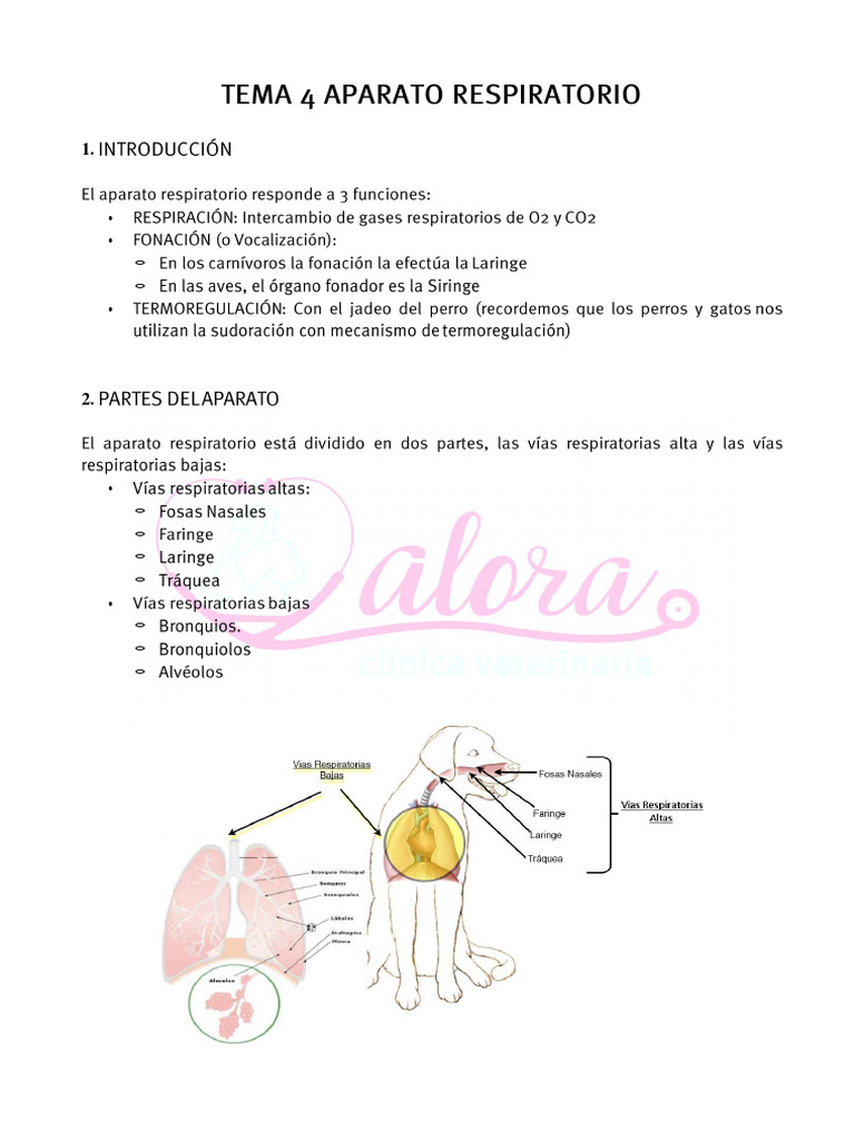 TEMA 4 APARATO RESPIRATORIO | PDF