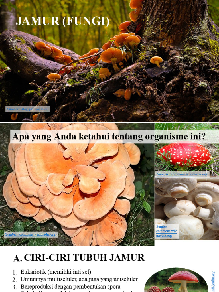 Biologi Jamur | PDF | Griya & Taman | Sains & Matematika