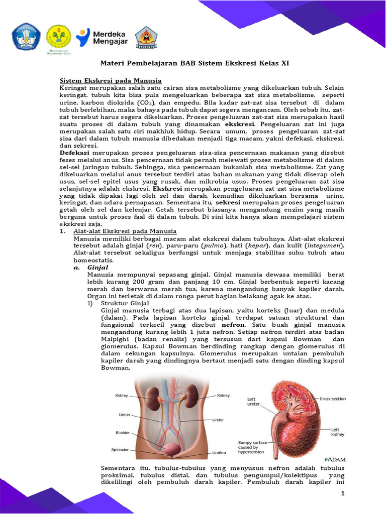 Sistem Ekskresi Manusia: Proses dan Fungsi | PDF