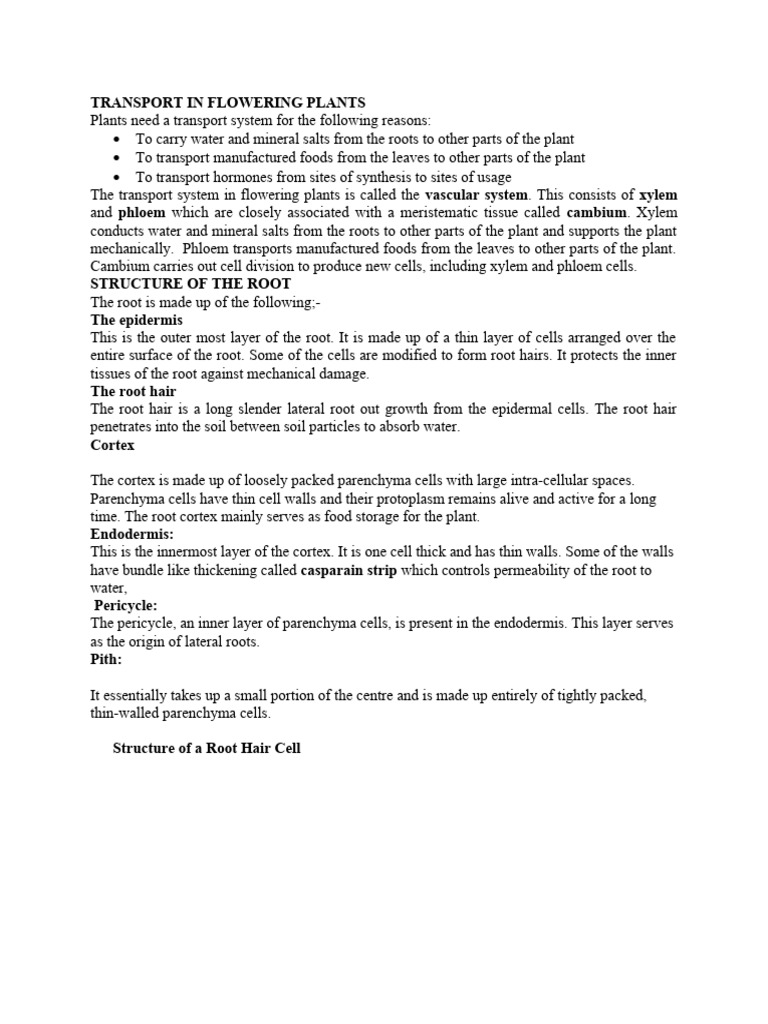 Transport in Flowering Plants | PDF | Tissue (Biology) | Root