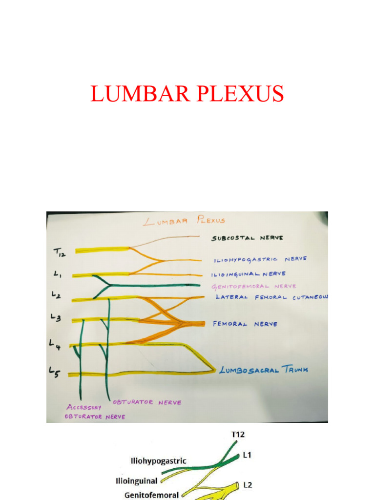 Lumbo- Sacral Plexus | PDF | Human Leg | Lower Limb Anatomy