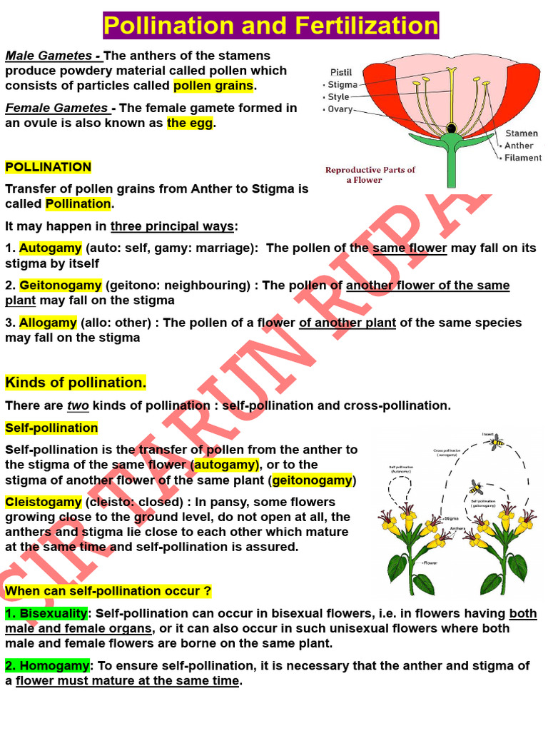 Pollination and Fertilization | PDF | Flowers | Pollination
