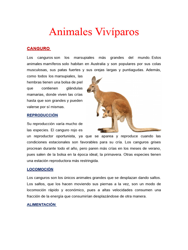 Animales Vivíparos | PDF | Pollo | Osos