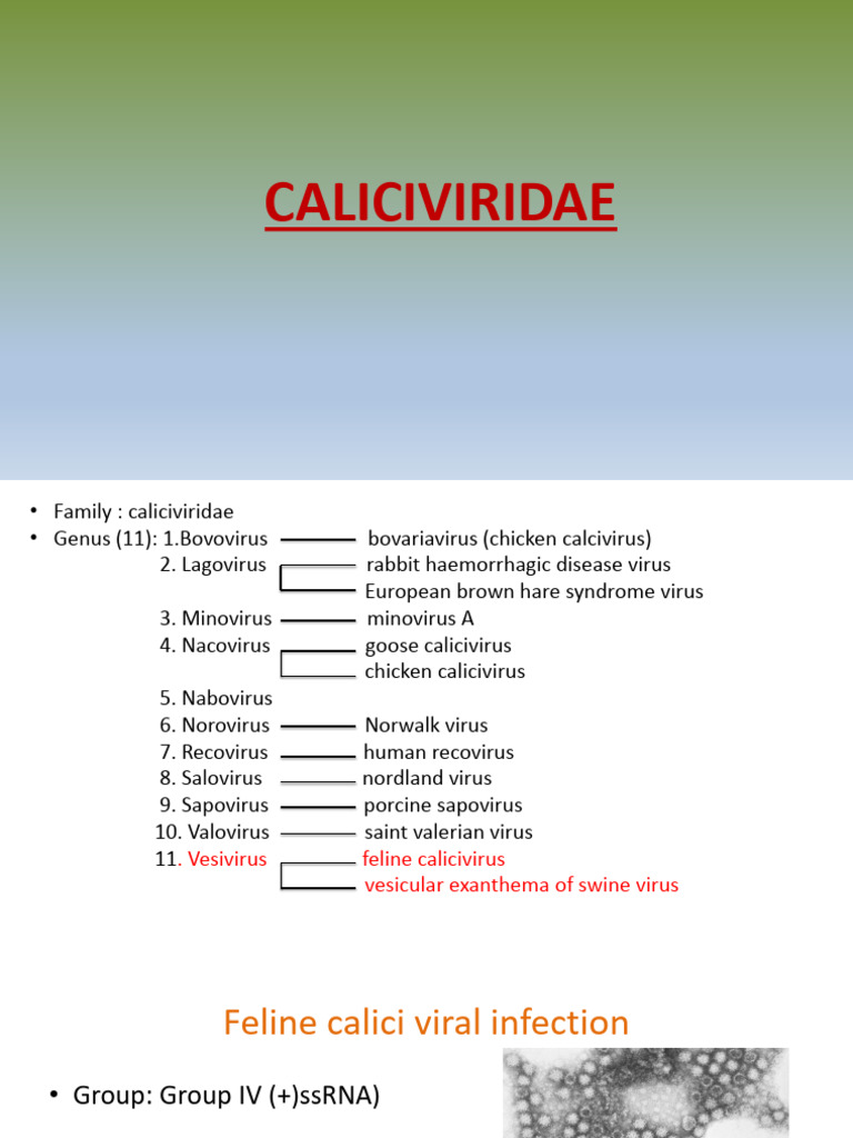 10 Caliciviridae FCV, VESV & Viroids MVHK - 2211 | Download Free PDF ...