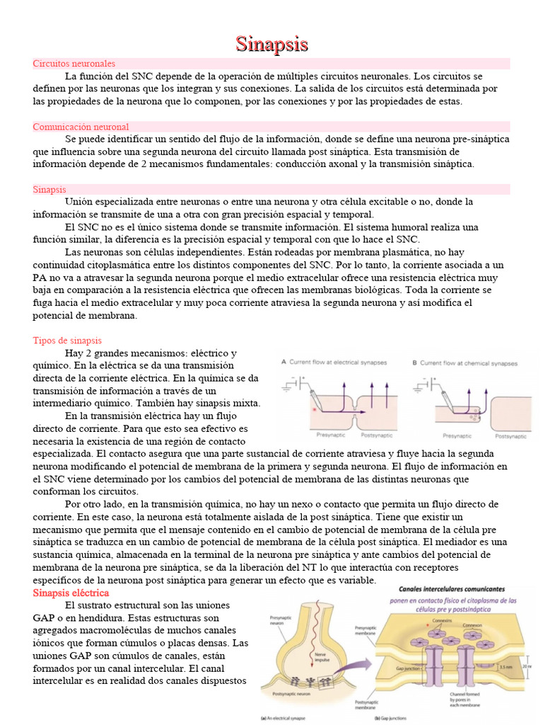 Sinapsis | PDF | Sinapsis | Receptor Nmda
