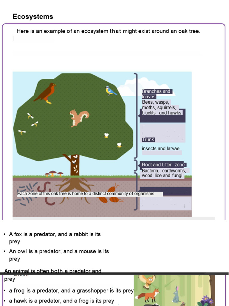 Food Chain | PDF | Predation | Foods