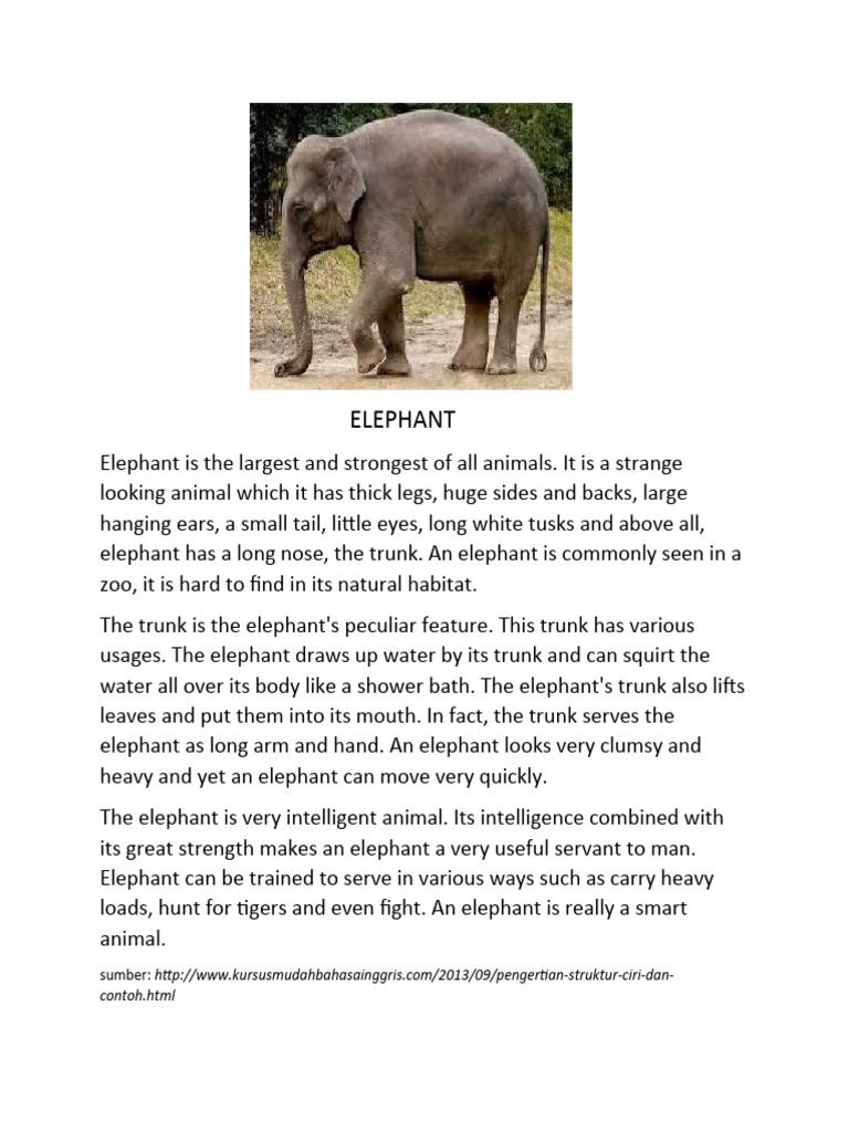 contoh report text | PDF | Elephant | Bat