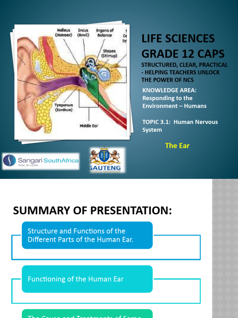 PP16. Receptors The Ear | PDF | Ear | Hearing