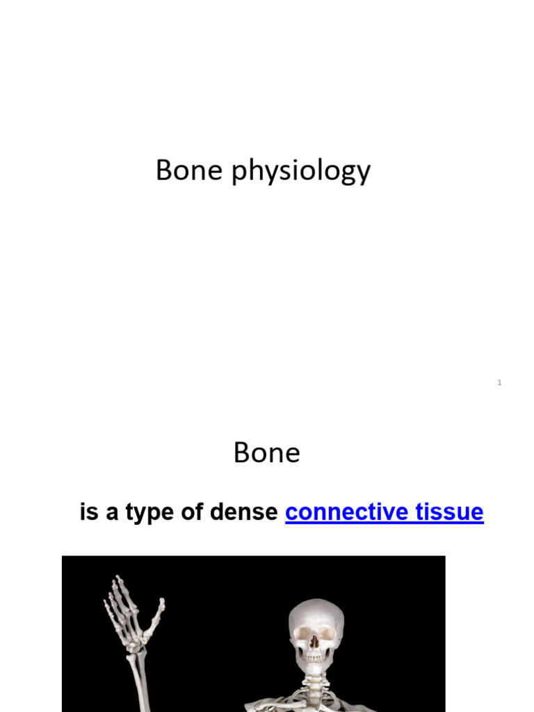 Bone Physiology | PDF | Bone | Osteoblast