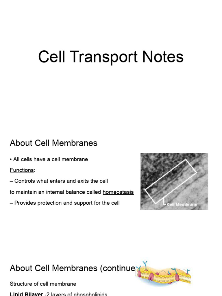 Cell Transport AA | PDF | Cell Membrane | Osmosis