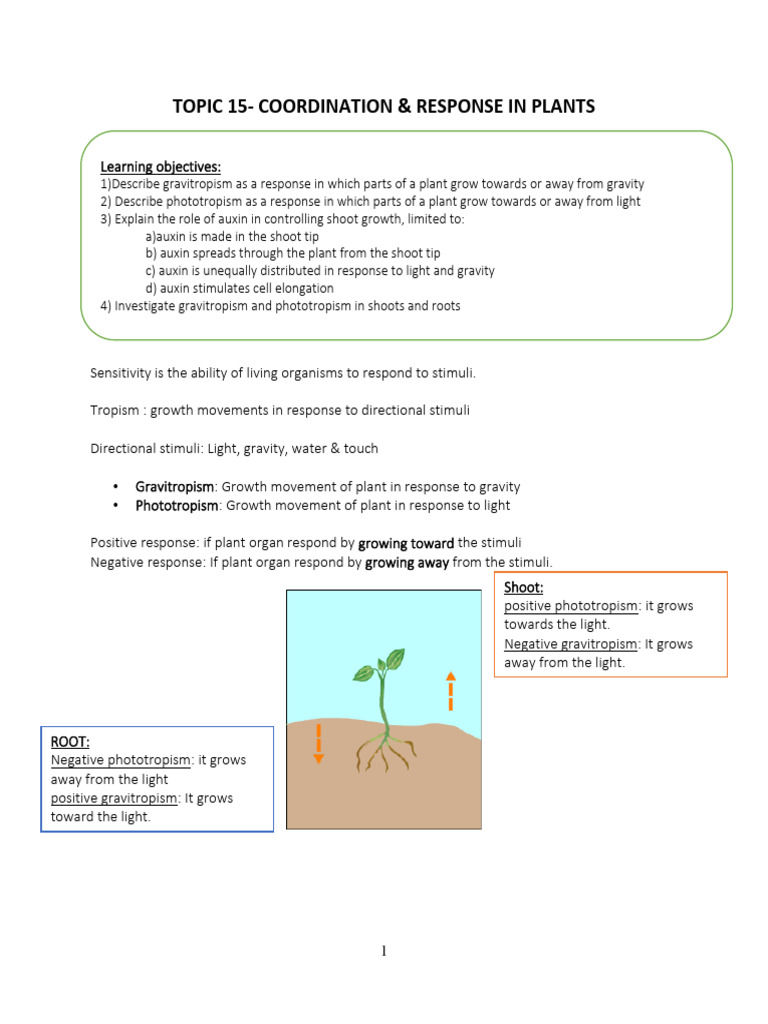 Topic 15 Coordination and Response in Plants | PDF | Auxin | Plants
