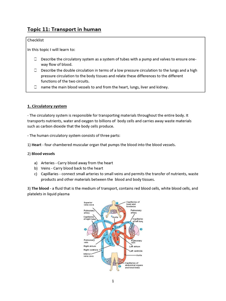 Topic 11 Transport in Human (Notes) | PDF | Atrium (Heart) | Heart Valve