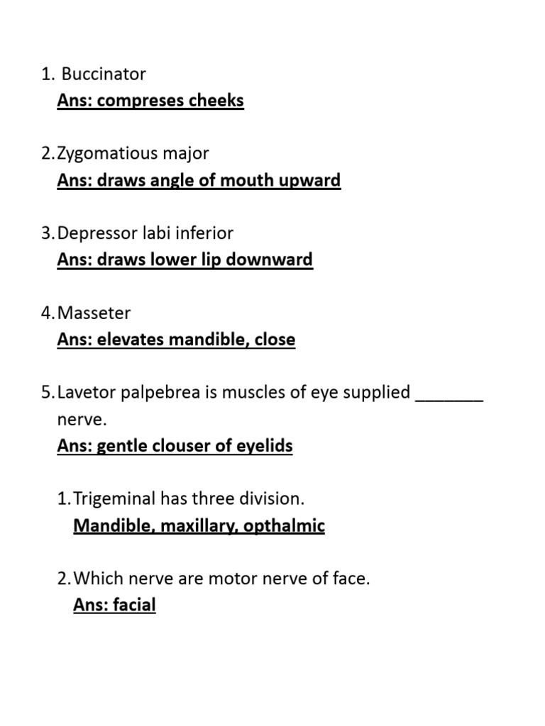 Anatomy 3 Complete | PDF | Common Carotid Artery | Neck
