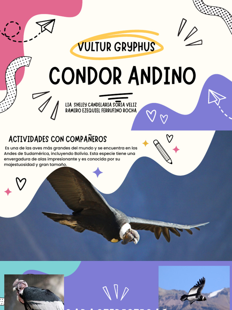 condor andino- DIAPOSITIVAS | PDF | Entorno natural