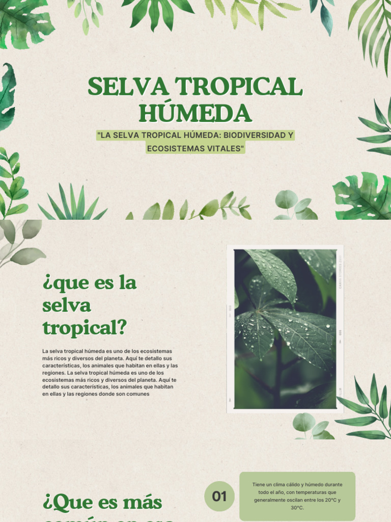 Selva Tropical Húmeda - 20240521 - 070226 - 0000 | PDF | Selva ...