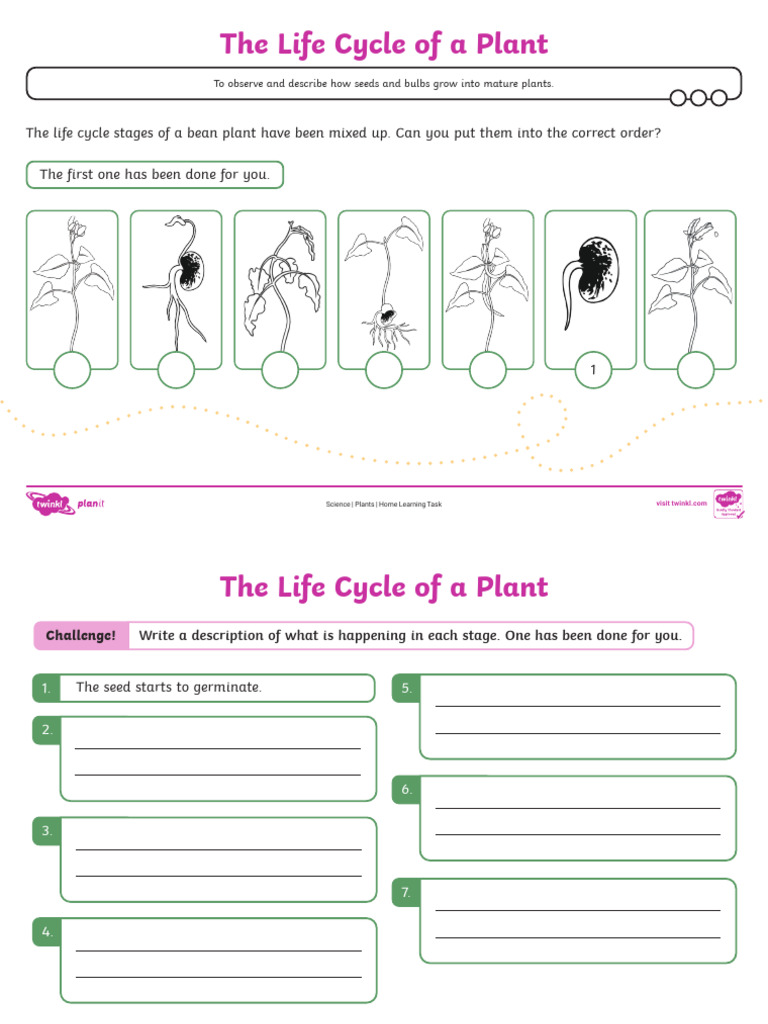 Plant Life Cycle Stages for Kids | PDF | Seed | Plants