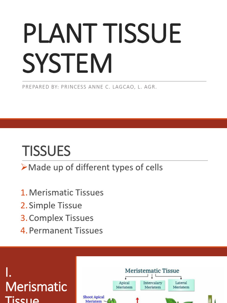 Tissue Fruits | Download Free PDF | Fruit | Leaf