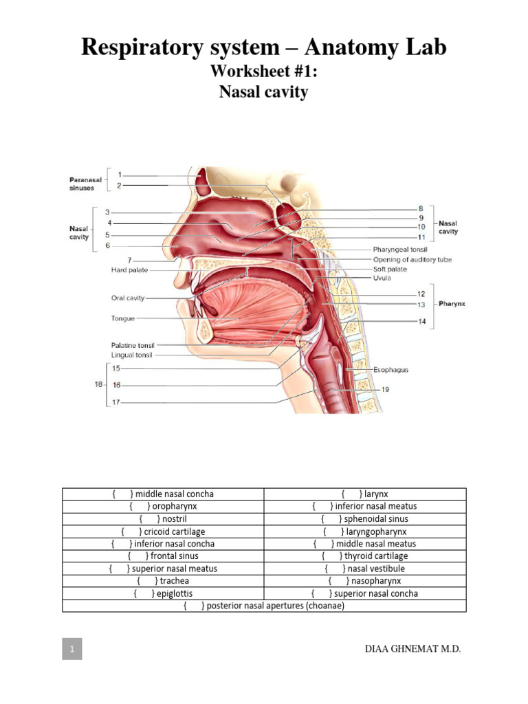 Lab {1} - Worksheets | PDF | Lung | Larynx