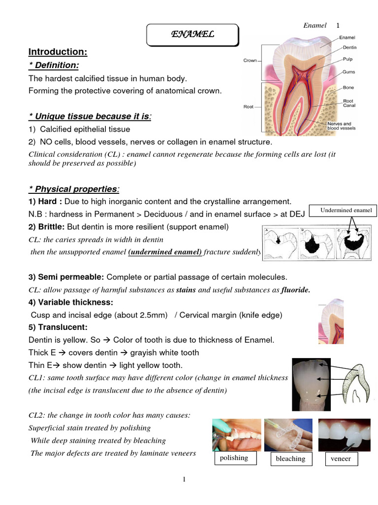 Biology of Enamel | PDF | Tooth Enamel | Human Tooth