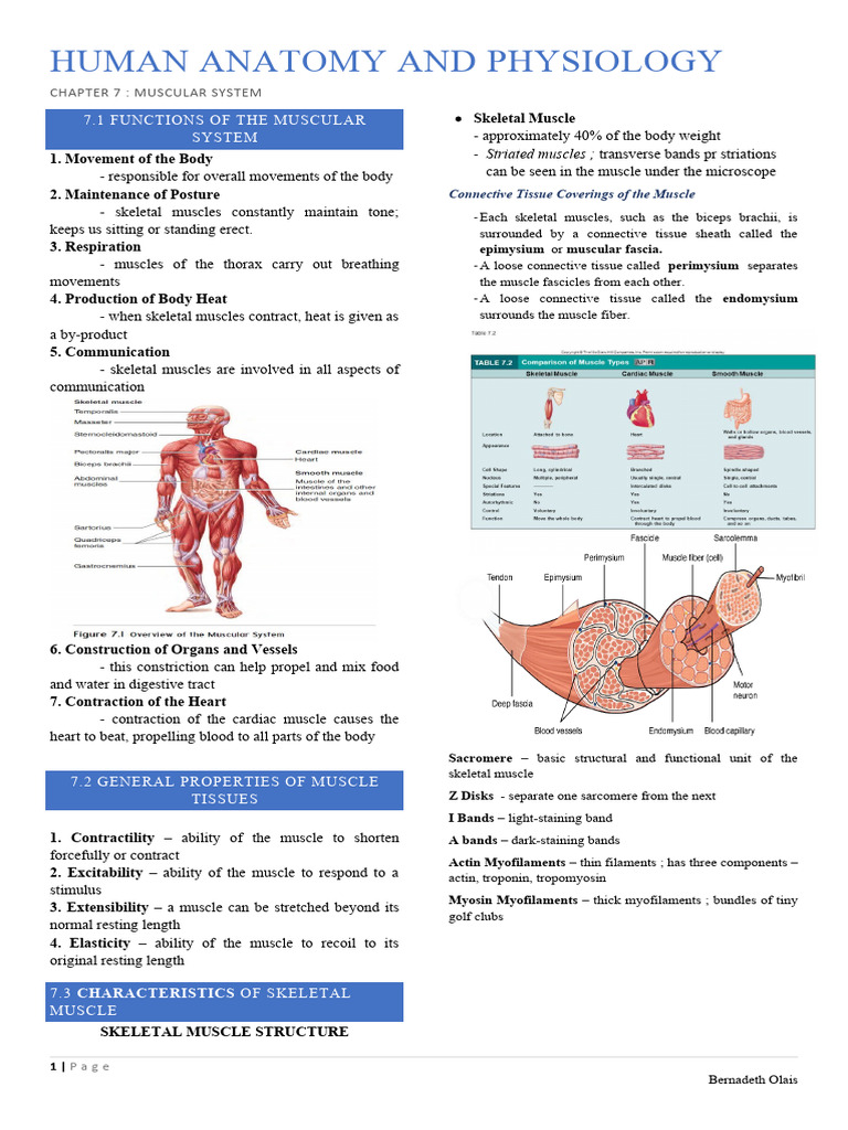 Chapter 7 Anaphy Berna | PDF | Muscle | Muscle Contraction