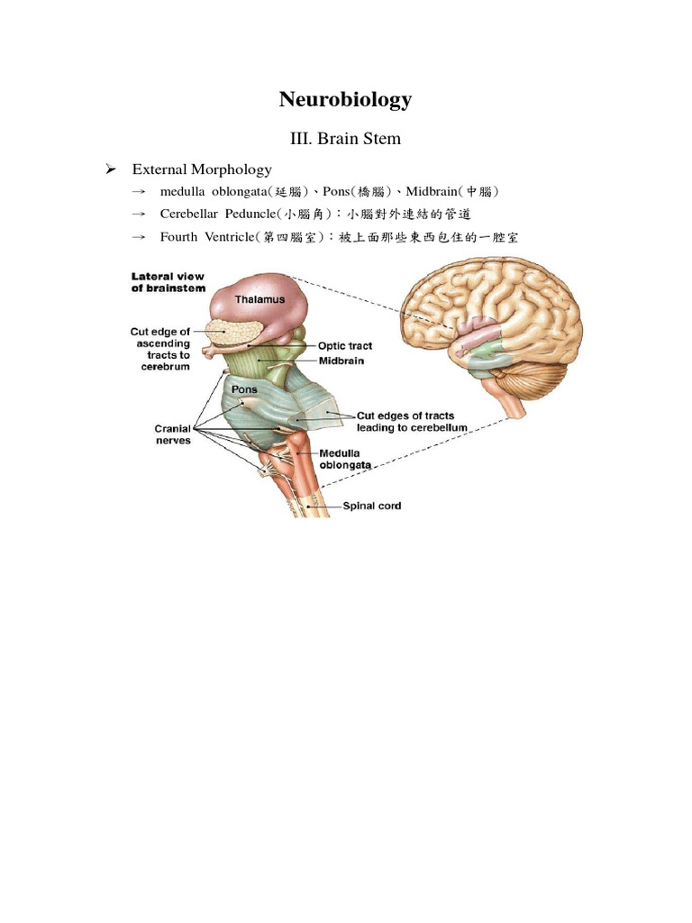 III.brain Stem | PDF