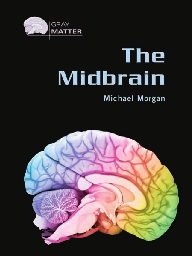 The Midbrain: Anatomy and Function | PDF | Brain | Basal Ganglia