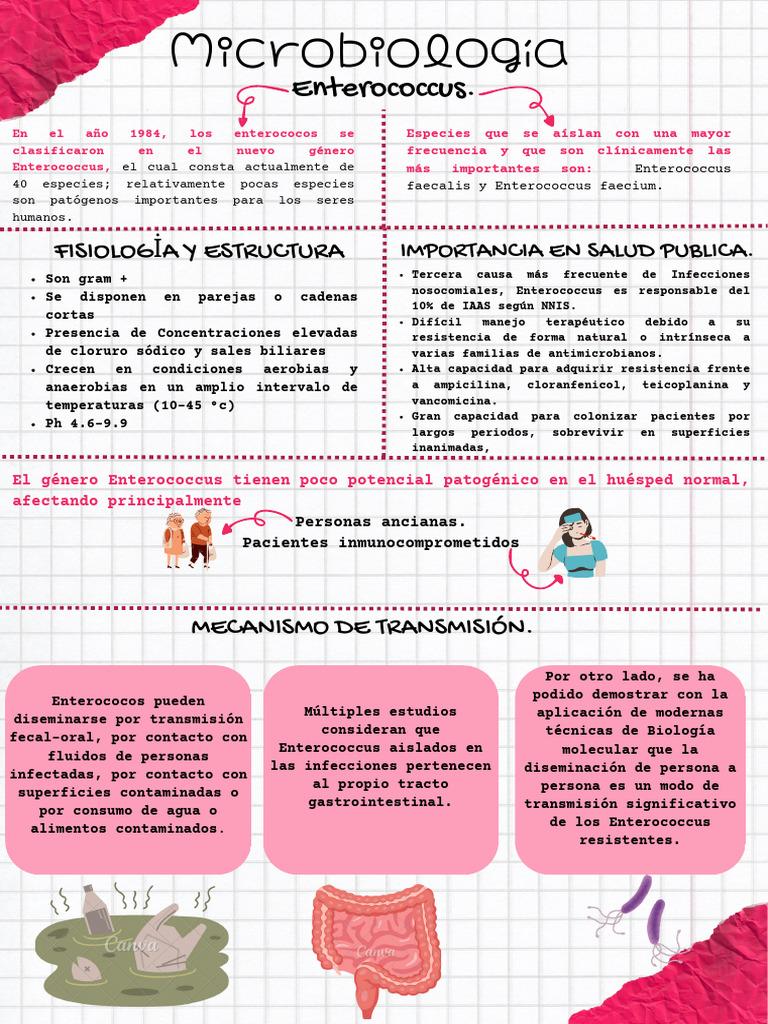 Resumen de Bacteria Enterococcus by Vilma Zeledón | PDF | Infección | Infección del tracto urinario