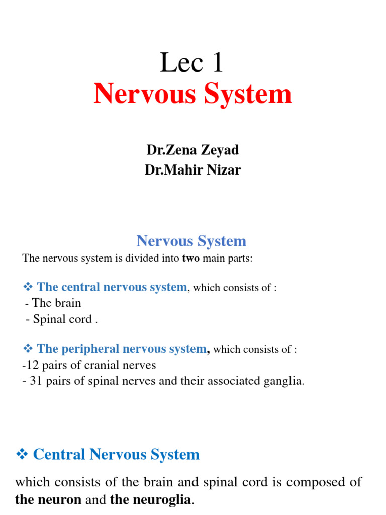 Lec 1 Nervous System | PDF | Nervous System | Vertebral Column