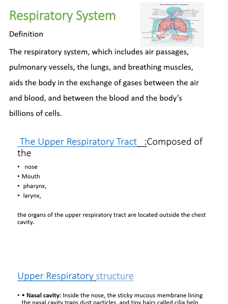 Respiratory System Power Point | PDF | Respiratory Tract | Respiratory ...