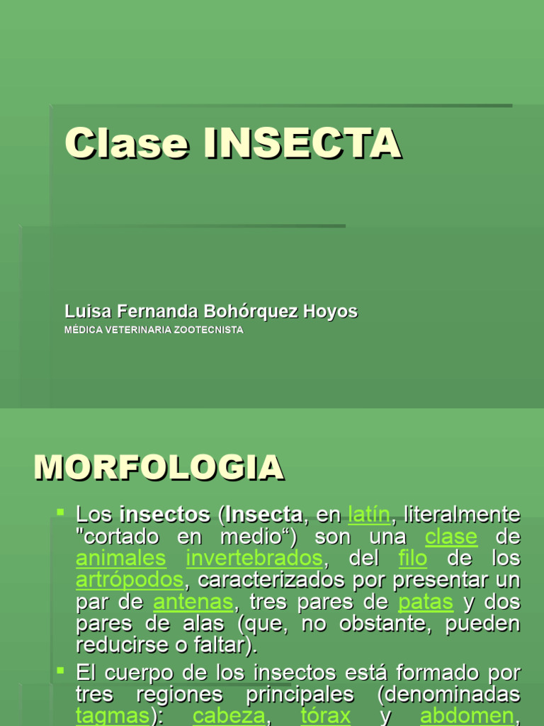 Clase Insecta | PDF | Insectos | Corazón