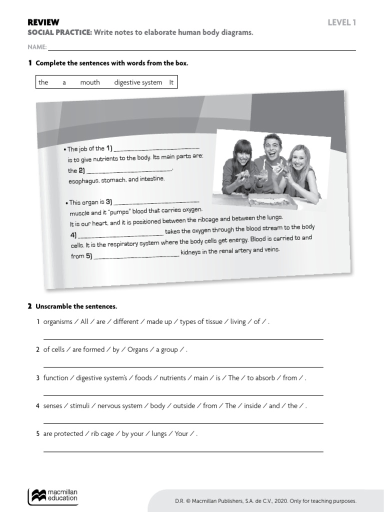 Human Body Systems Review Activity | PDF