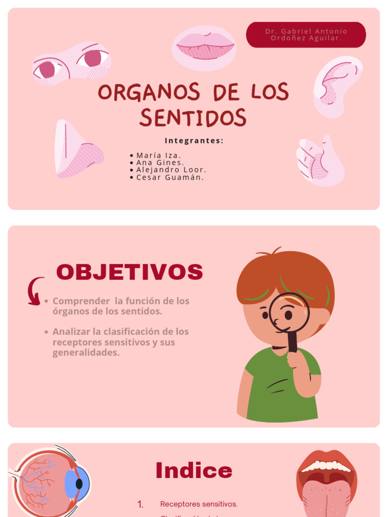 Órganos Del Cuerpo Humano | PDF | Sentidos | Percepción visual