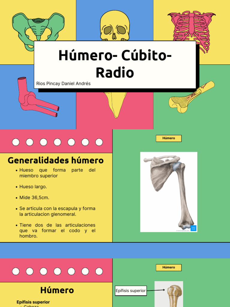 Humero Cubito Radio | PDF | Codo | Anatomía humana