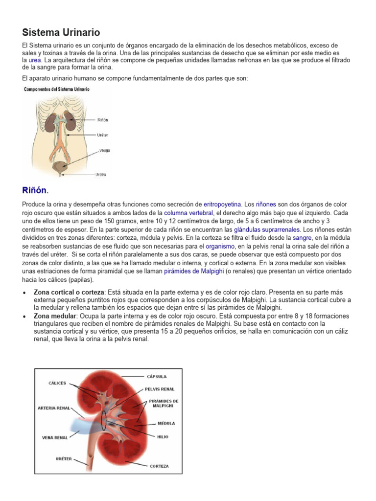 Sistema Urinario | PDF | Riñón | Sistema urinario