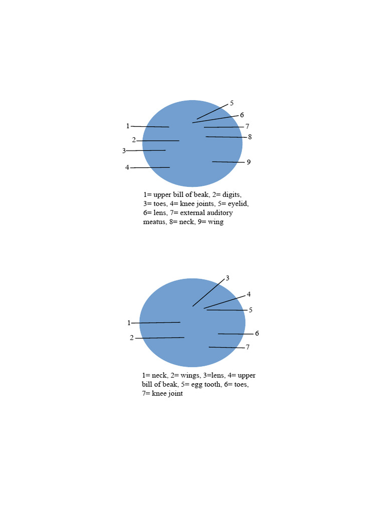 Chick Labeled | Download Free PDF | Cerebrum | Anatomy