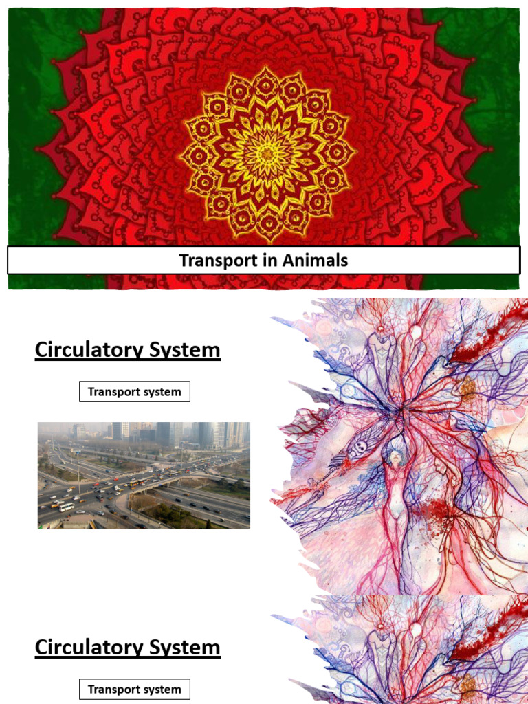 Transport in Animals-Biology | PDF | Artery | Vein