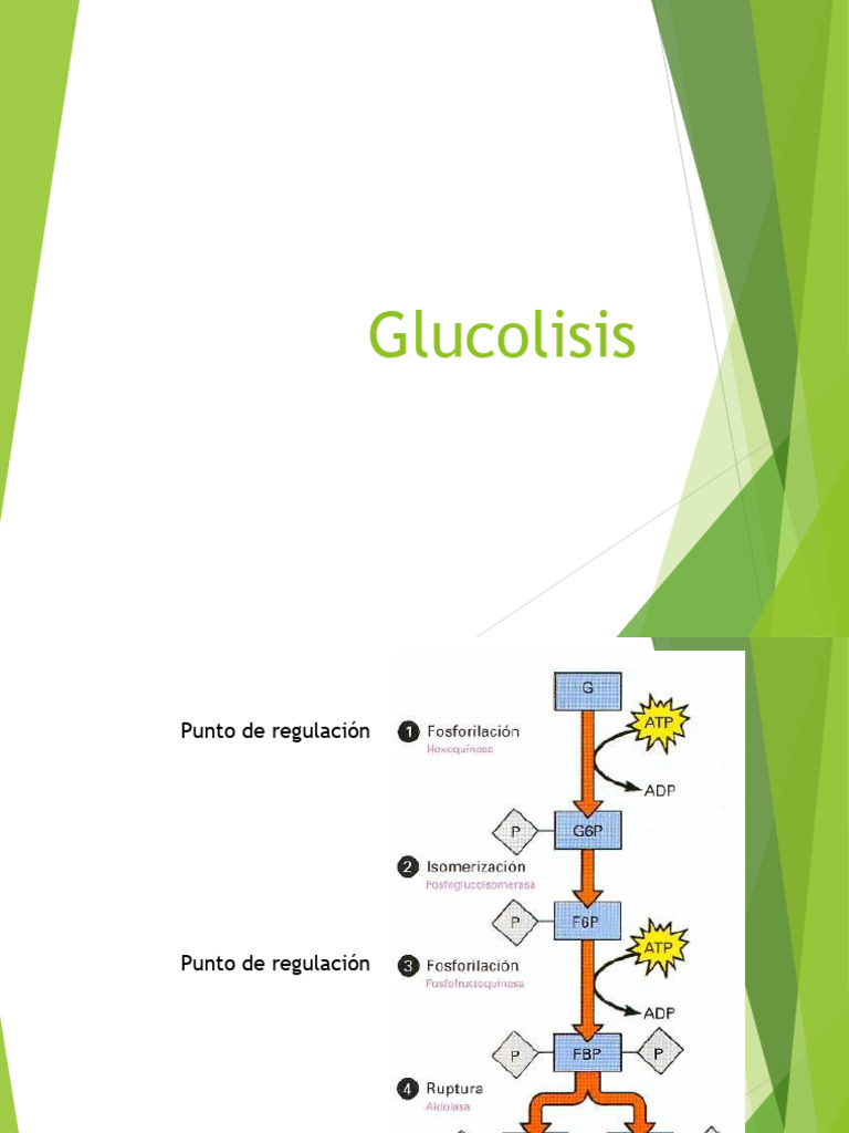 Ciclo de Krebs y Respiracion Celular | Descargar gratis PDF | Trifosfato de adenosina | Ciclo ...