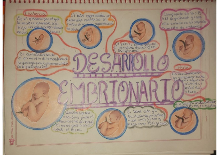 Mapa Mental Desarrollo Embrio Jhoselin Rocha Herrera | PDF