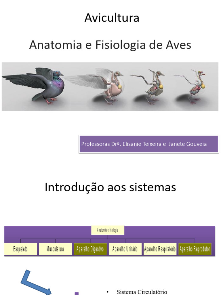 Aula 2 - Anatomia Das Aves Parte 1 | PDF | Trato gastrointestinal ...