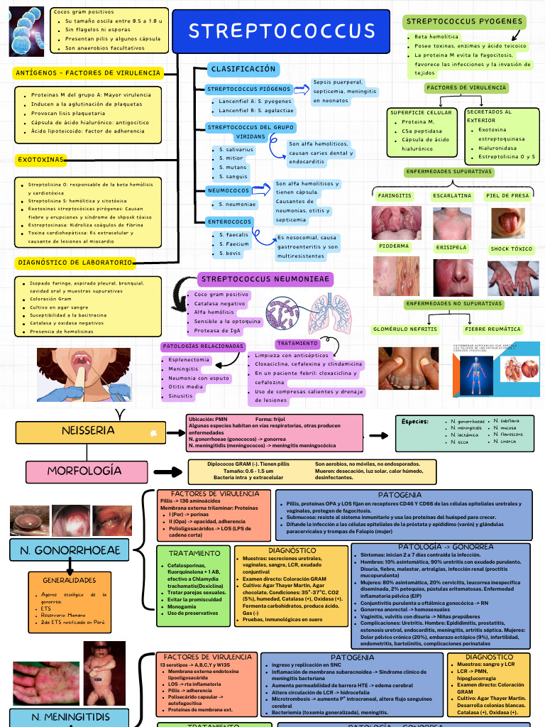 Mapas para Micro Iiaporte - 20240430 - 111155 - 0000 | PDF | Escherichia coli | Inmunología
