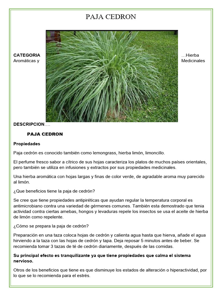 Cedron 3 A | PDF | Té