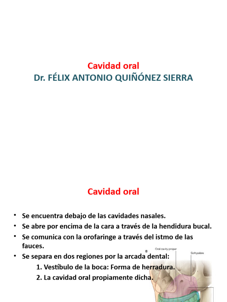 Estructura y Funciones de la Cavidad Oral | PDF | Lengua | Boca
