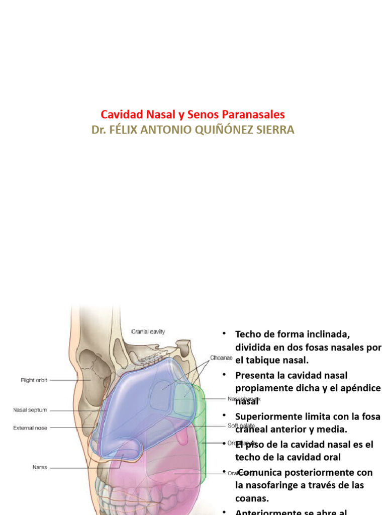 Anatomía de la Cavidad Nasal y Senos Paranasales | PDF | Rasgos ...