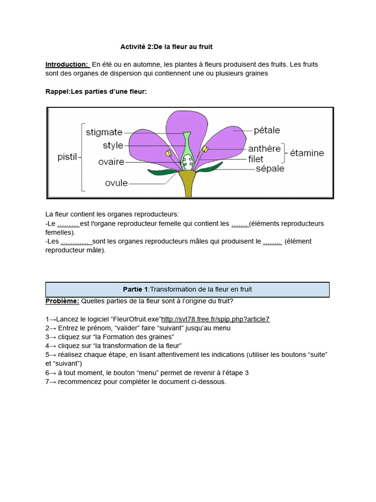 Activite 2 Chapitre 7 | PDF | Fleurs | Système reproducteur
