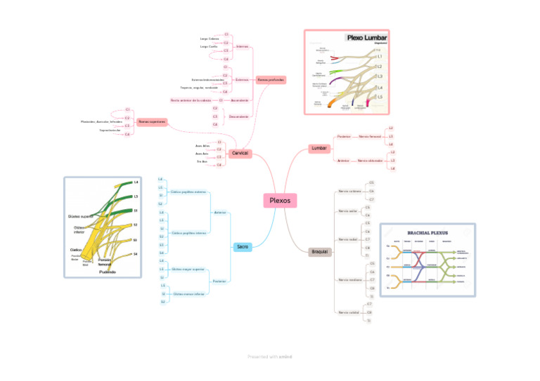 Plexos | PDF | Anatomía | Neuroanatomía