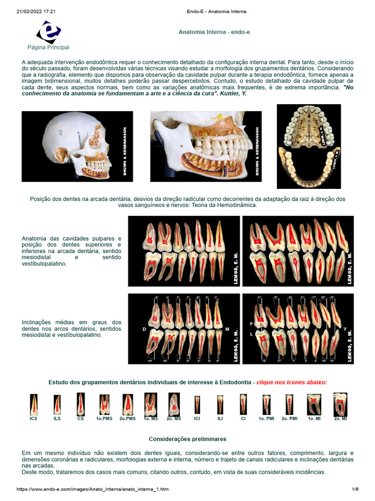 Endo-E - Anatomia Interna | PDF | Dente humano | Dentina