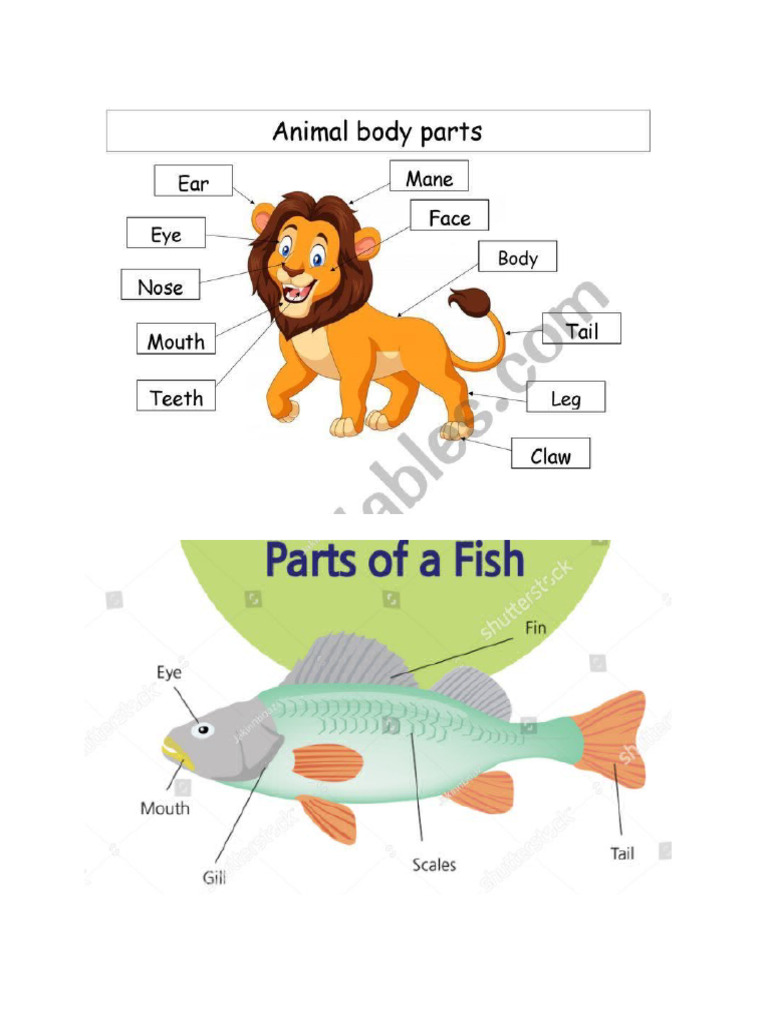 Animal Body Part | PDF