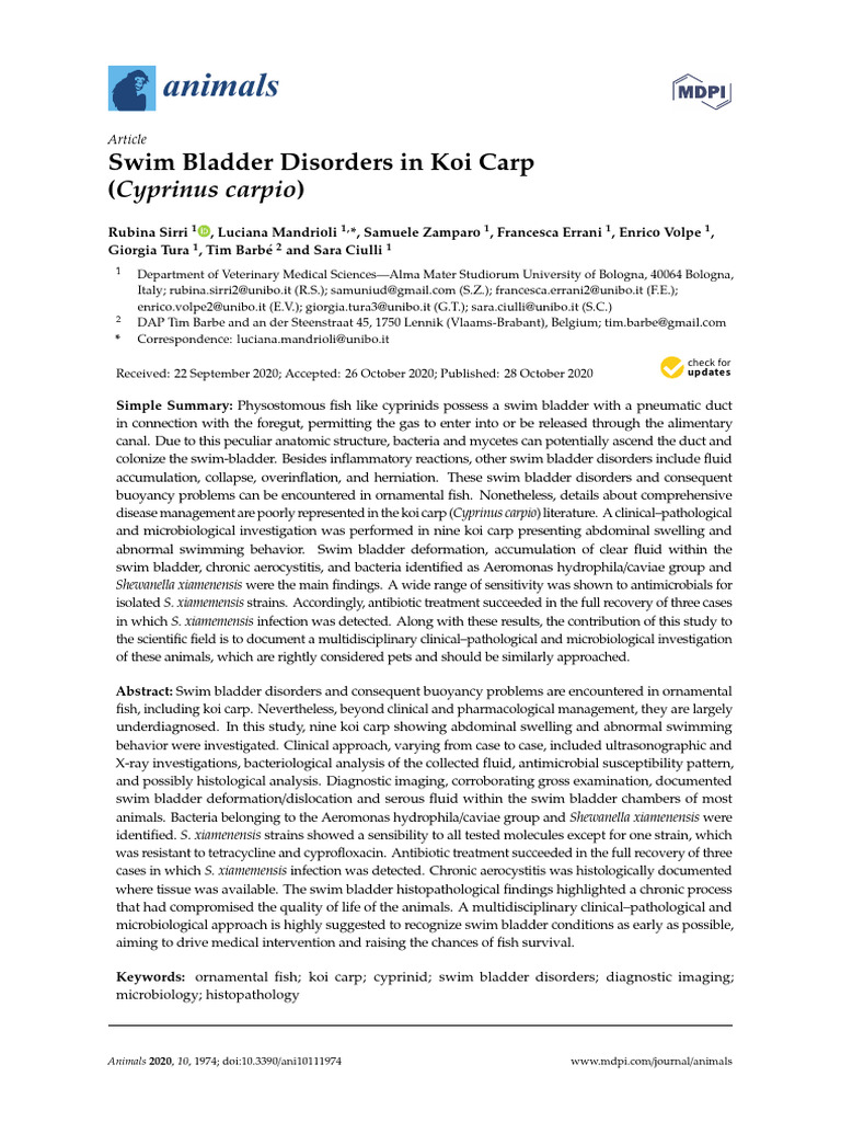 Swim Bladder Disorders in Koi Carp Cyprinus Carpio | PDF | Infection ...