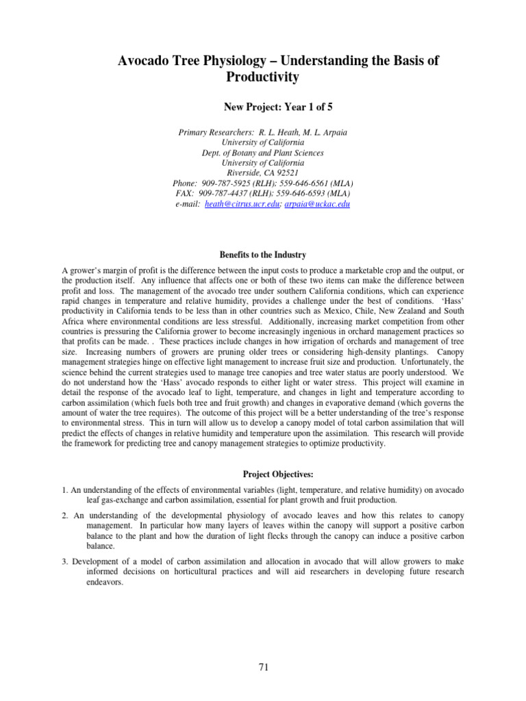 Avocado Tree Physiology Understanding TH | PDF | Stoma | Leaf