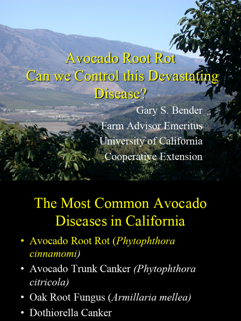 Avocado Root Rot | Download Free PDF | Mulch | Trees